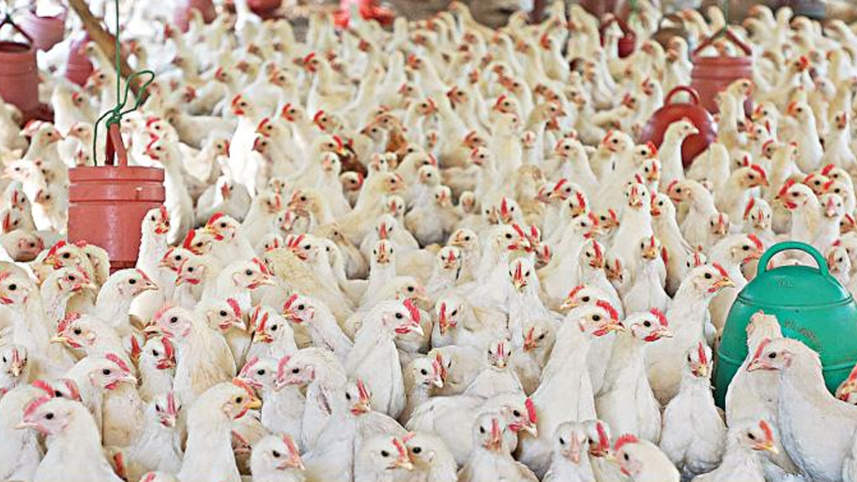 High chicken price hurting low-income families | The Daily Star